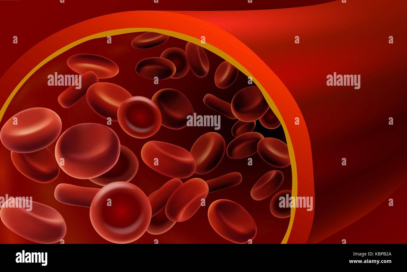 Erythrocytes humain Banque d'images vectorielles - Alamy