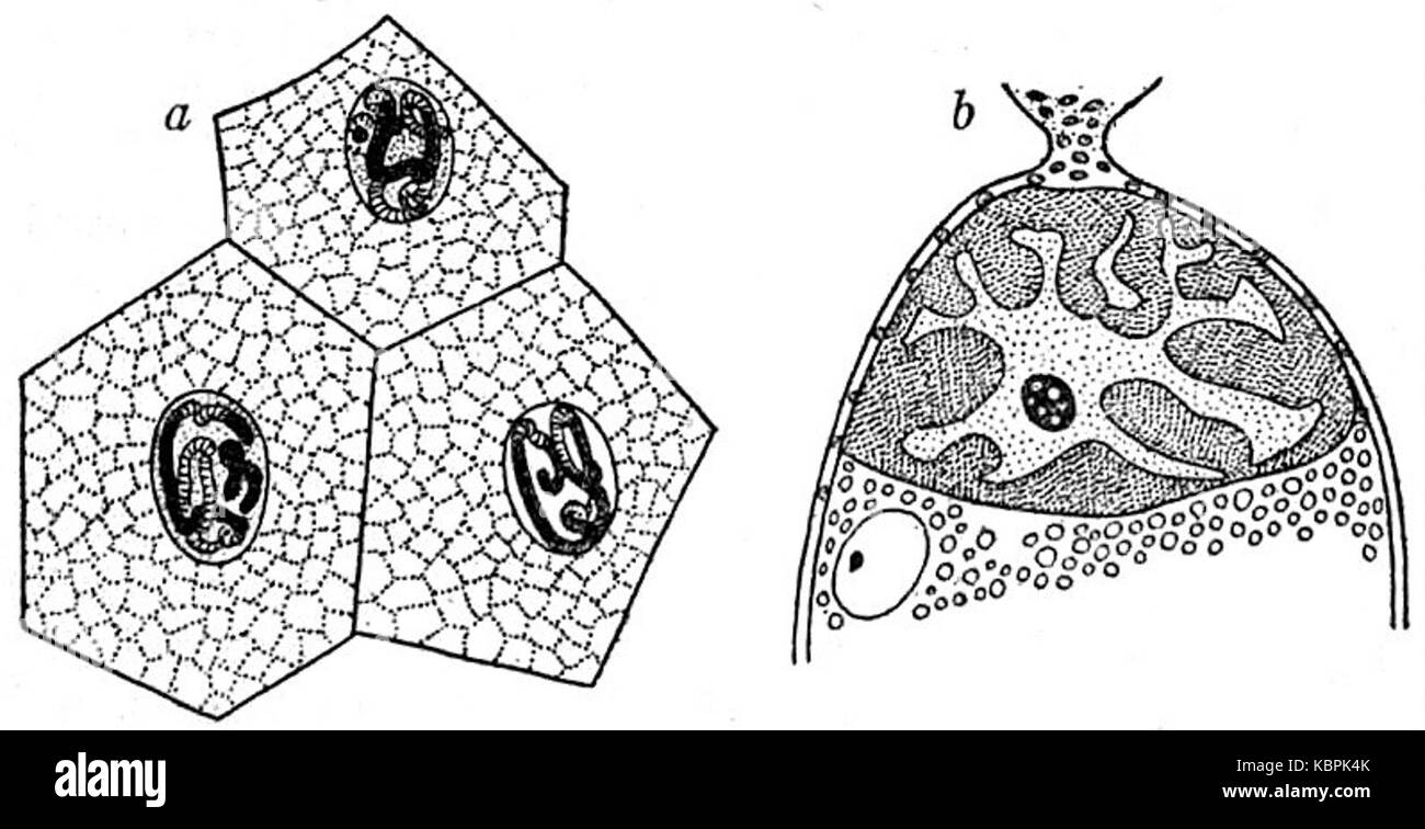 Types de cellules eucaryotes Banque de photographies et d’images à ...