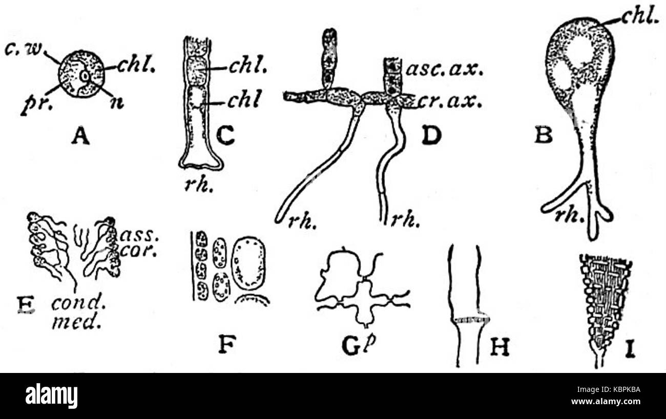 EB1911 exemples de plantes de la différenciation cellulaire Photo Stock ...