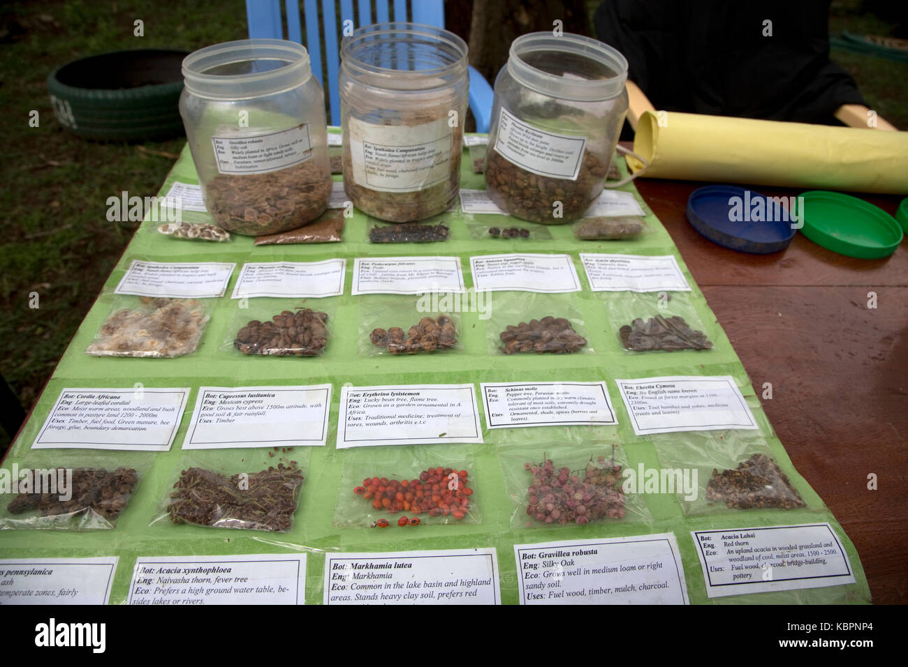 Arbres d'afrique Banque de photographies et d’images à haute résolution ...