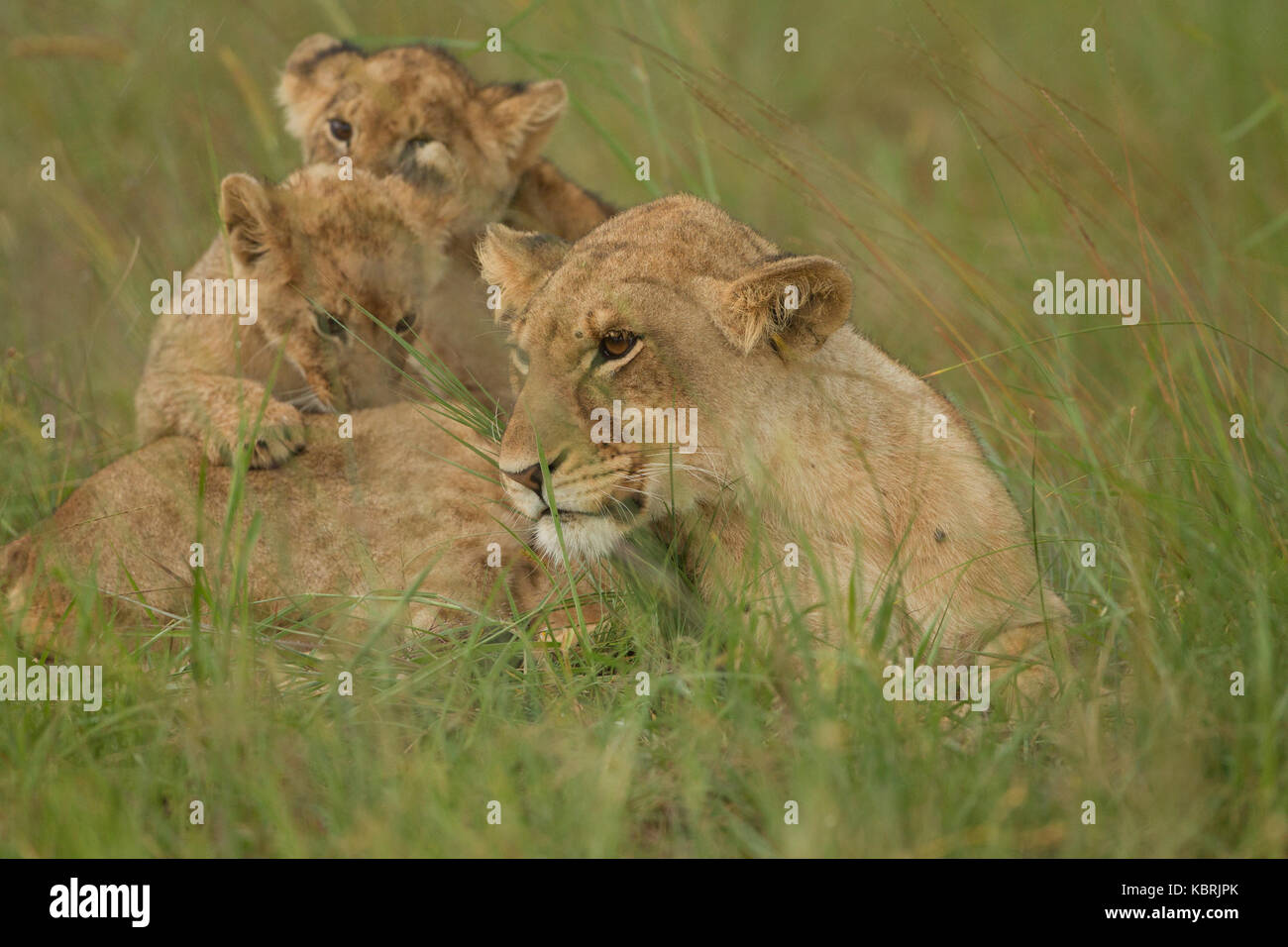 Lionne avec ses petits Banque de photographies et d’images à haute ...