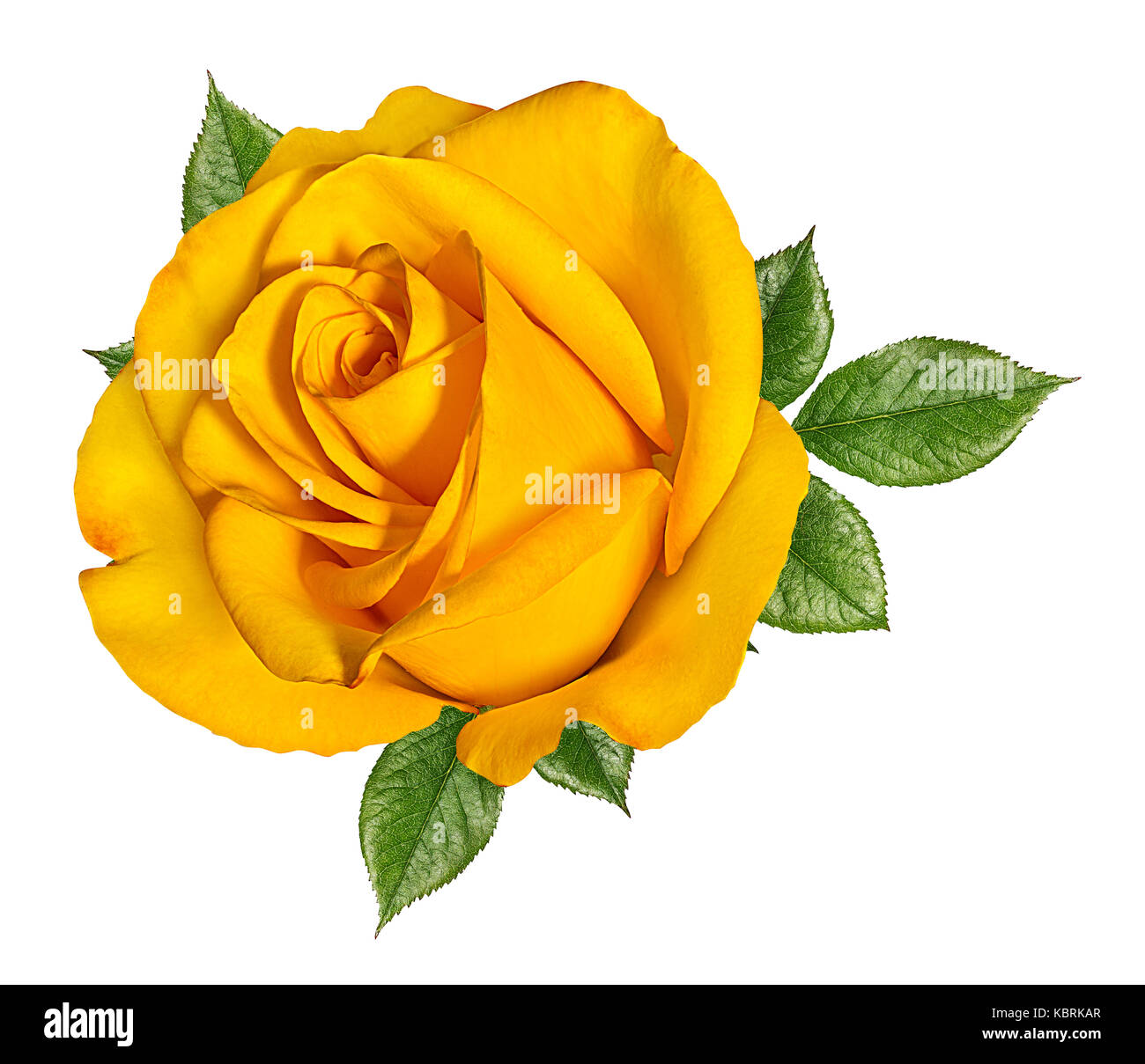Roses jaunes Banque d'images détourées - Alamy