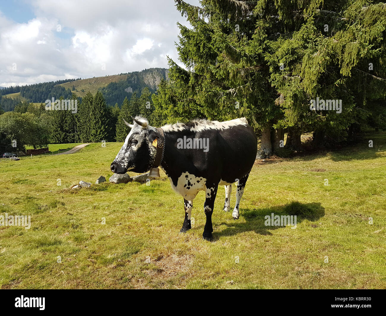 Vache avec une cloche Banque de photographies et d’images à haute ...