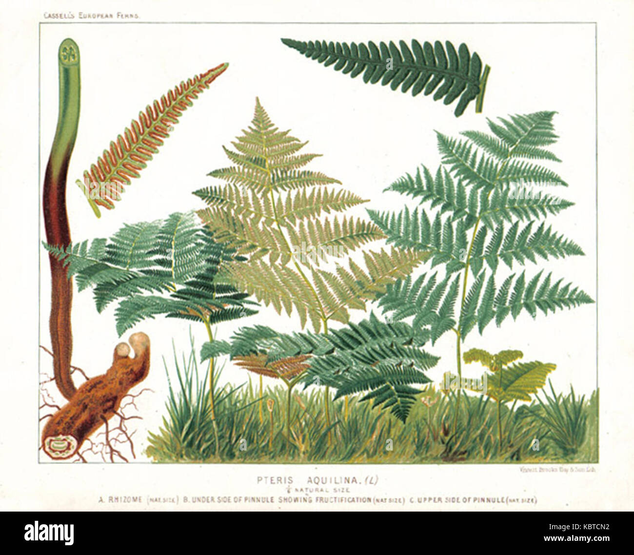 Pteris aquilina Banque de photographies et d’images à haute résolution ...