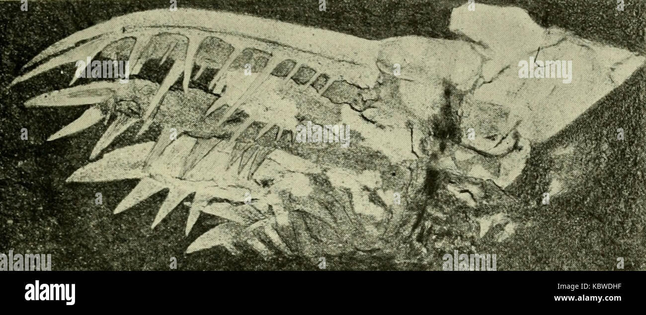 Victoria pal Banque de photographies et d’images à haute résolution - Alamy