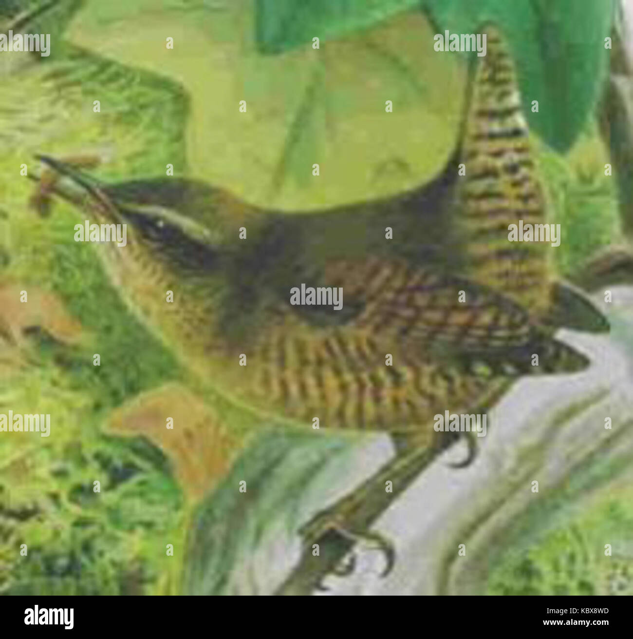 Wren map Banque de photographies et d’images à haute résolution - Alamy