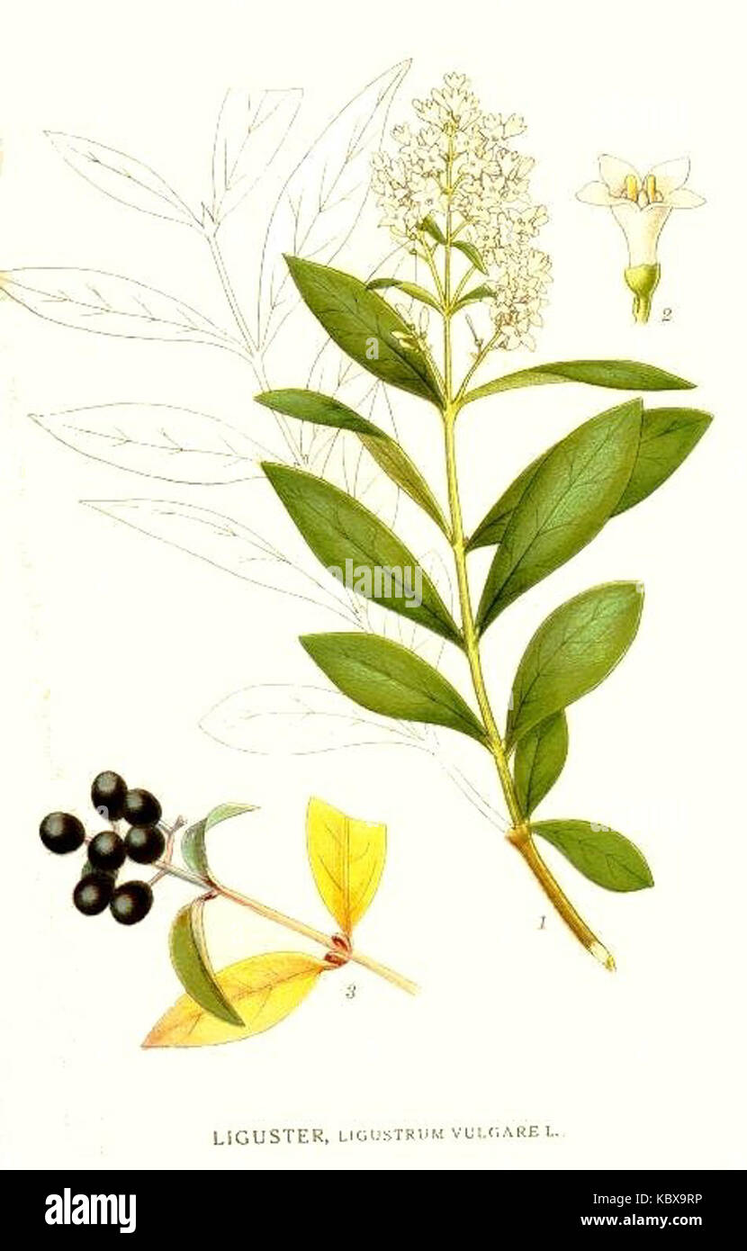 Ligustrum vulgare dessin Banque de photographies et d’images à haute ...