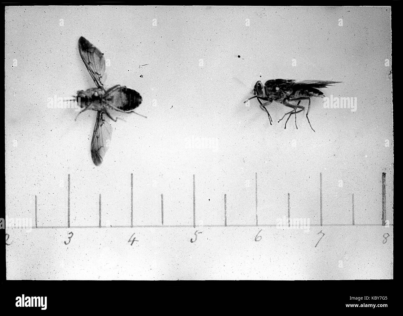 Tsetse fly Banque d'images noir et blanc - Alamy