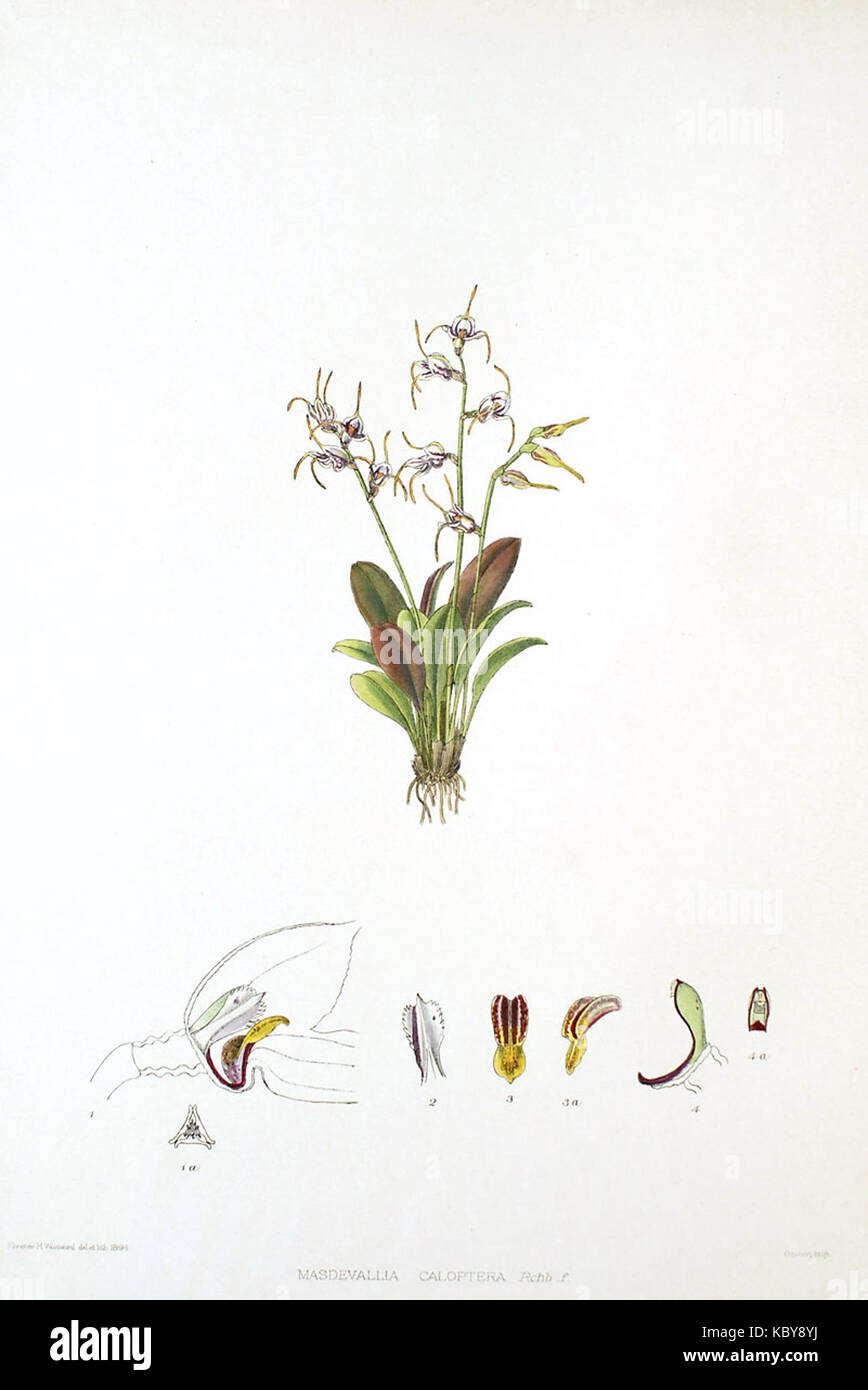 Masdevallia caloptera Banque de photographies et d’images à haute ...