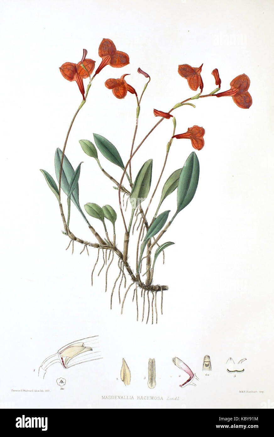 Masdevallia racemosa Banque de photographies et d’images à haute ...