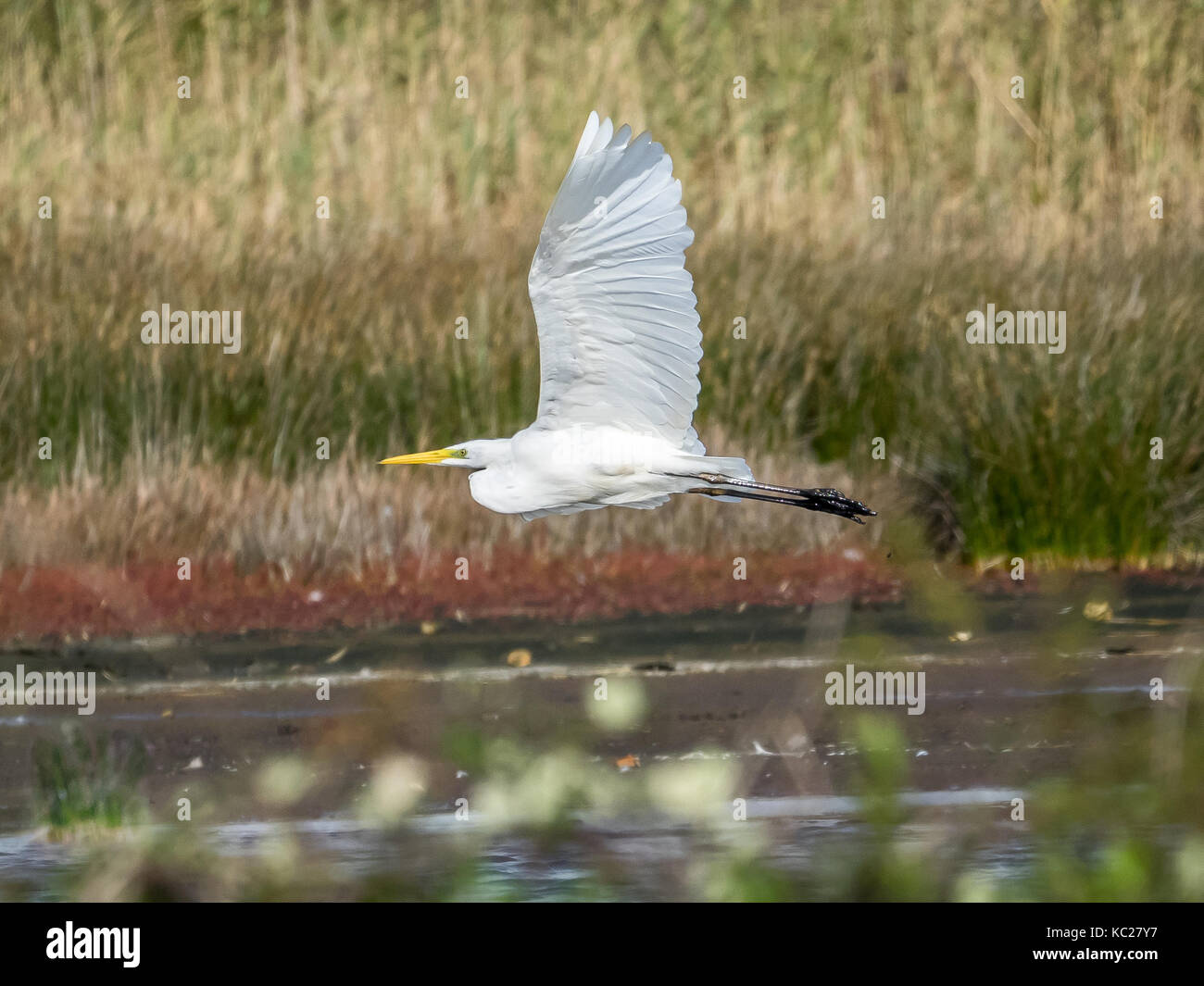 Aigrette en vol Banque de photographies et d’images à haute résolution ...