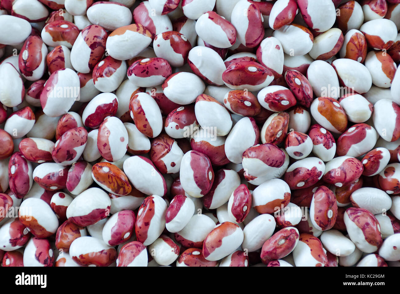 Arrière-plan d'une variété de haricot blanc et rouge chaperon rouge ...