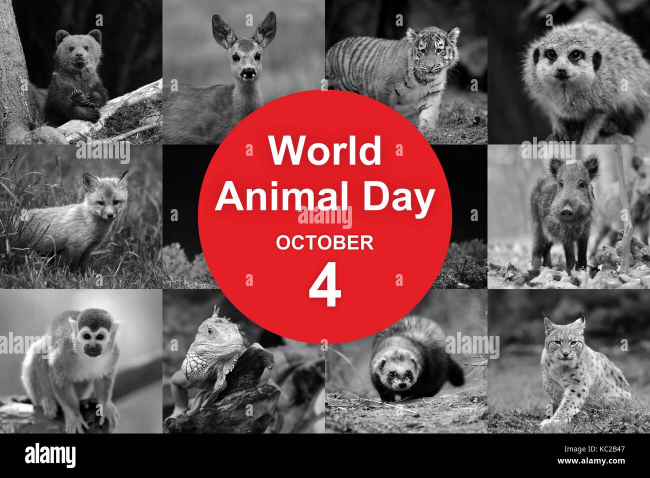 4 octobre journée mondiale des animaux Photo Stock - Alamy