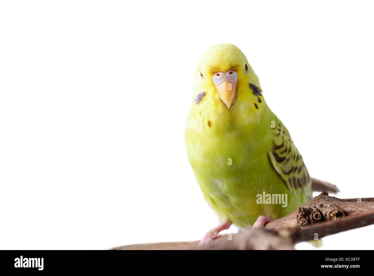 Perruche jaune (Melopsittacus undulatus). oiseaux colorés isolé sur ...