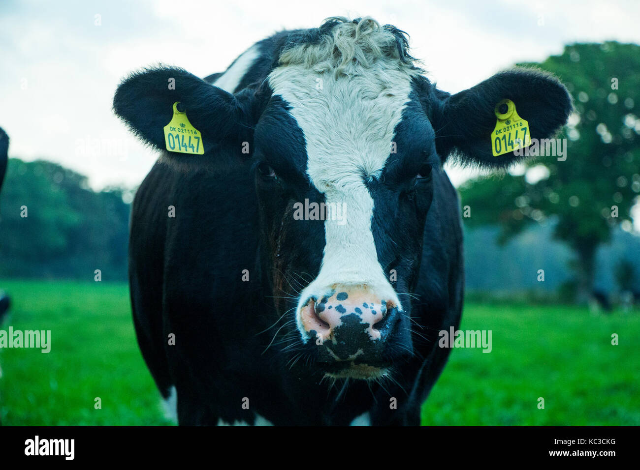 Vache qui pleure Banque de photographies et d’images à haute résolution ...