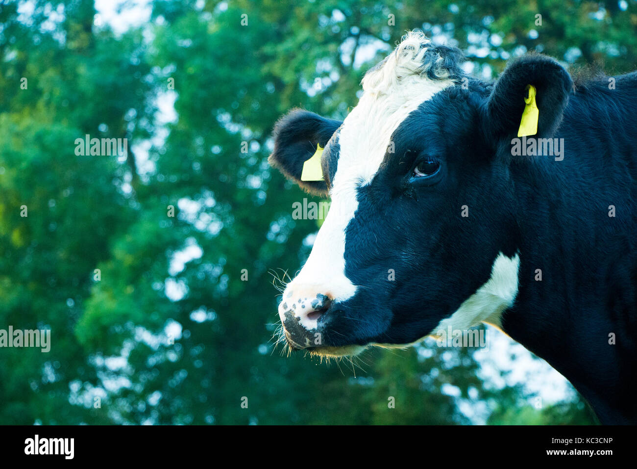La vache qui pleure Banque de photographies et d’images à haute ...