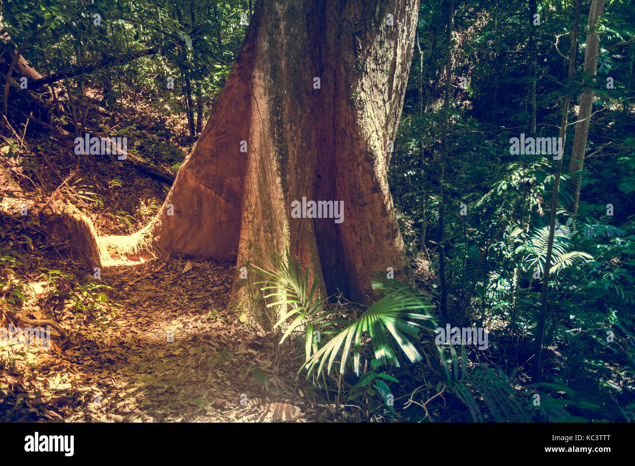 Grand arbre de la forêt tropicale dans la jungle. nature background ...