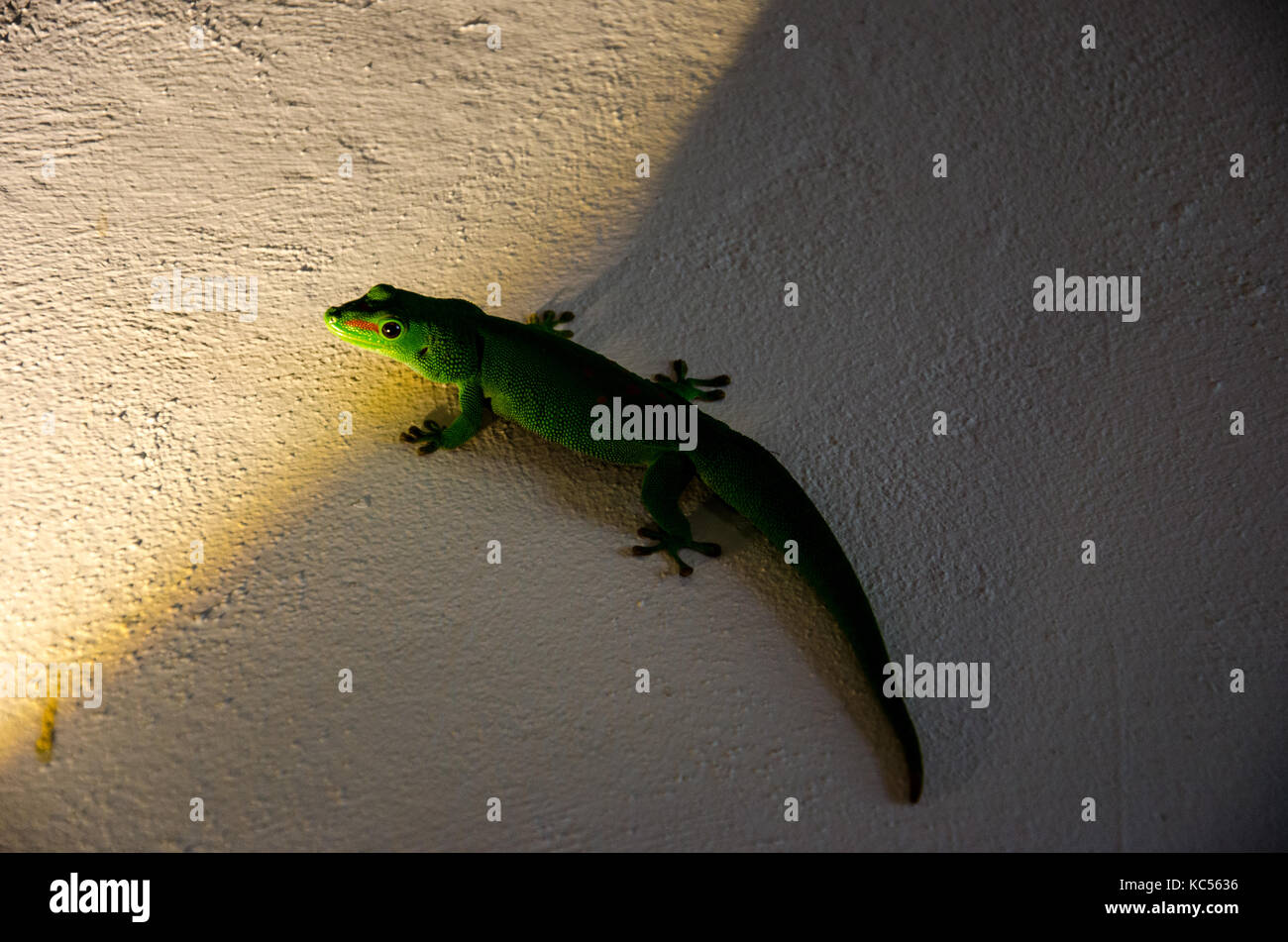 Mauritius lizard Banque de photographies et d’images à haute résolution ...