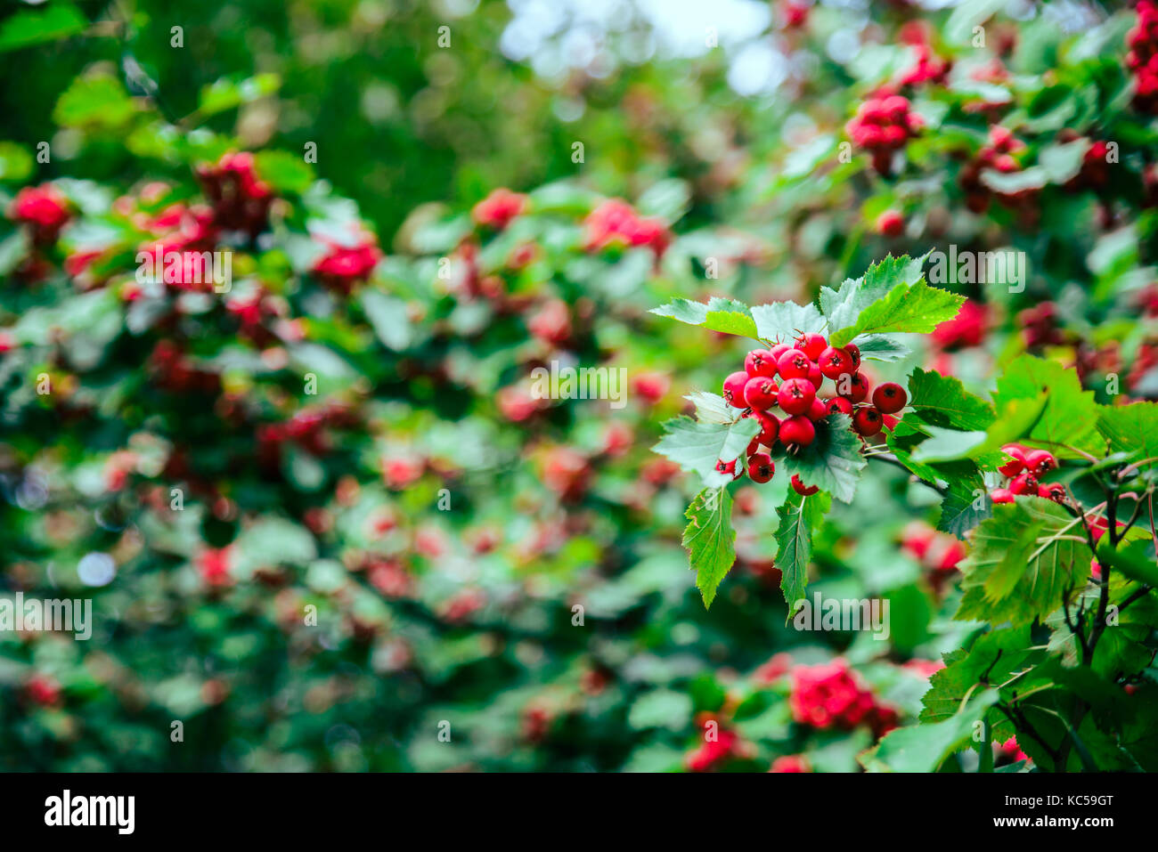Fruits rouges sur l'arbre close up Photo Stock - Alamy