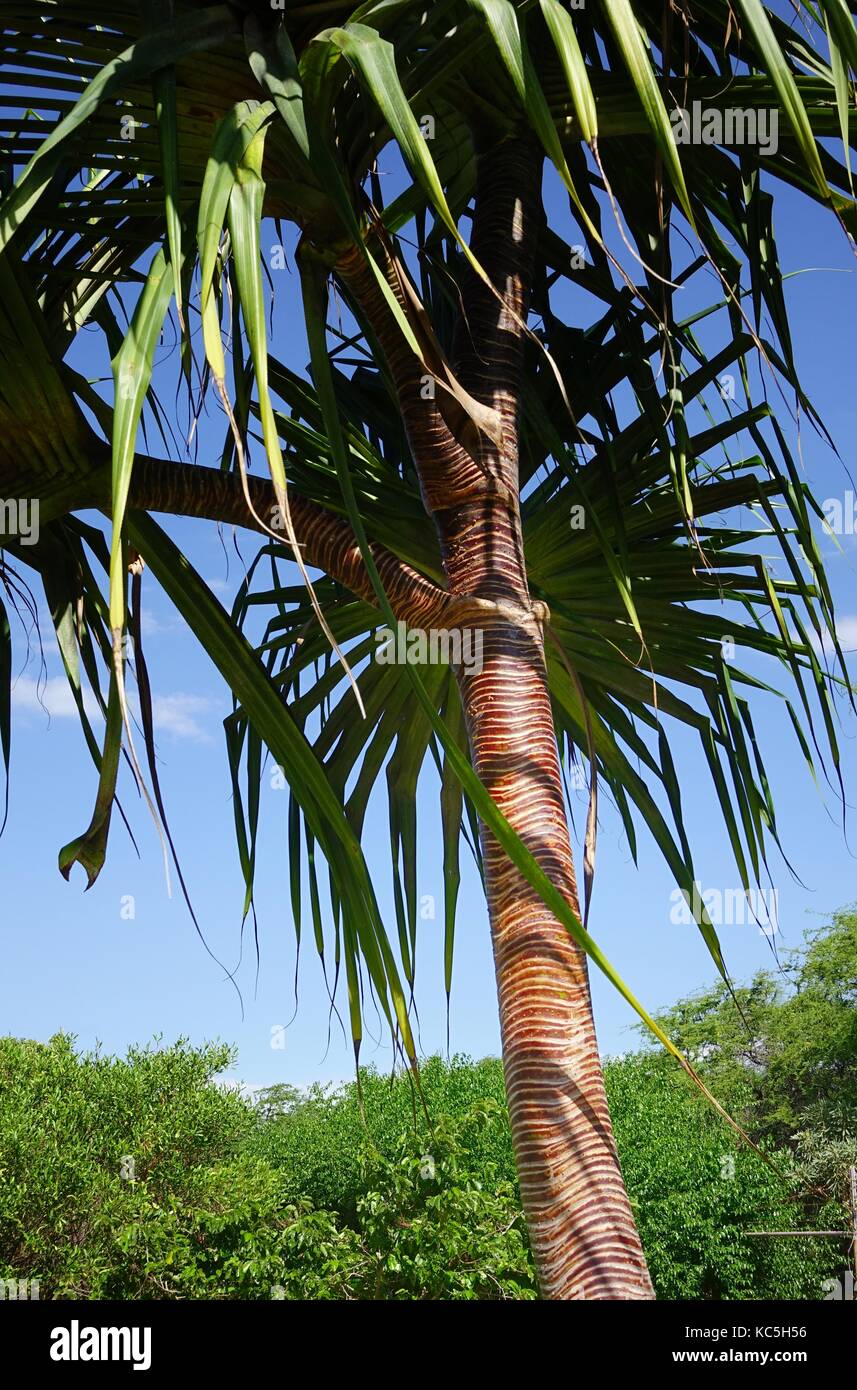 Hala tree Banque de photographies et d’images à haute résolution - Alamy
