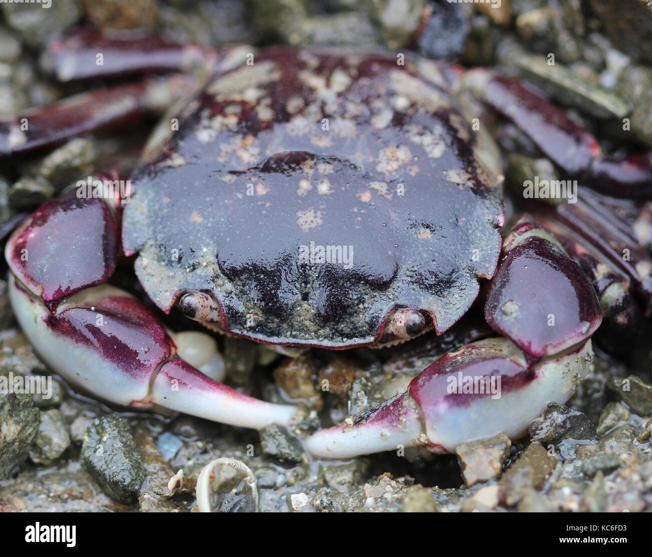 Crabe violet Banque de photographies et d’images à haute résolution - Alamy
