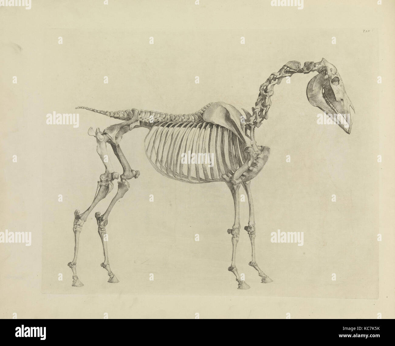 L'anatomie du cheval, y compris une description de l'os, cartilages ...