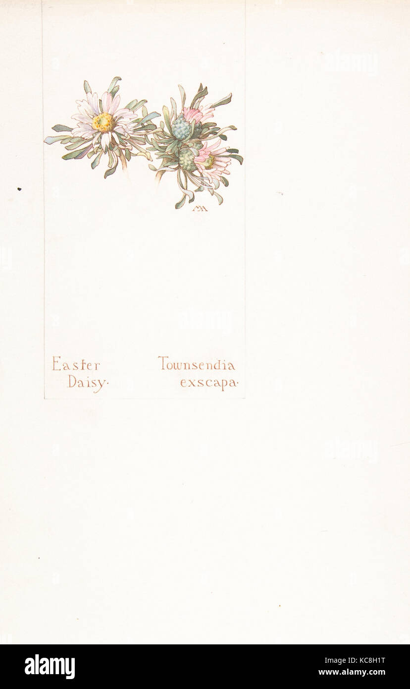 Townsendia exscapa Banque de photographies et d’images à haute ...