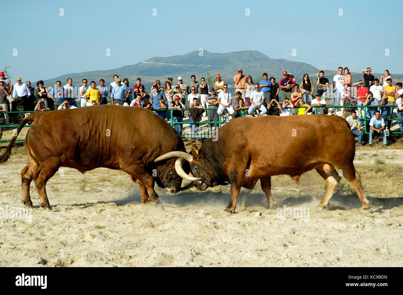 Concours de combat de taureaux traditionnel et primitif (chega de bois ...