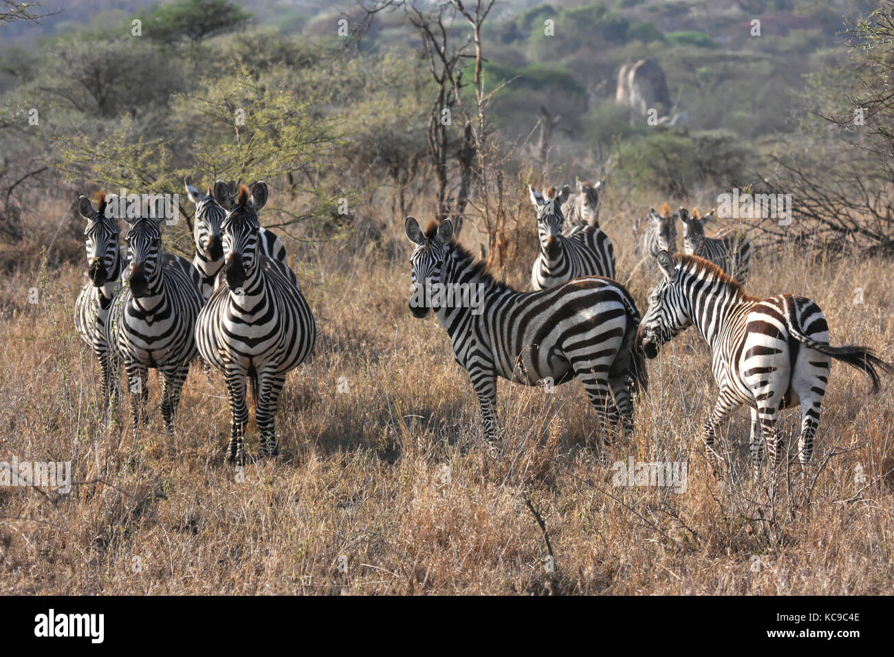 La vie des animaux de brousse Banque de photographies et d’images à ...
