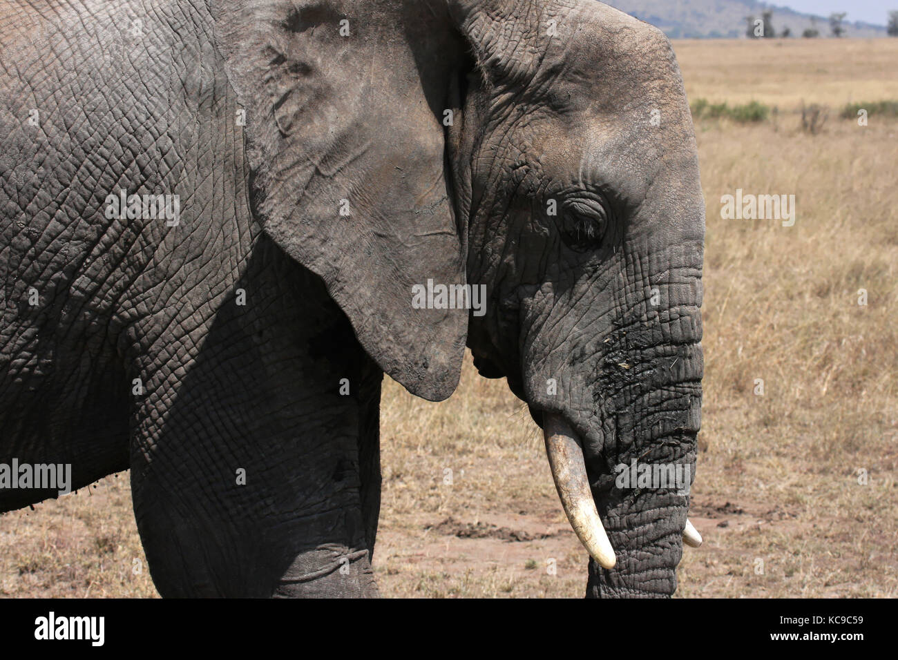 Elephant defense Banque de photographies et d’images à haute résolution ...
