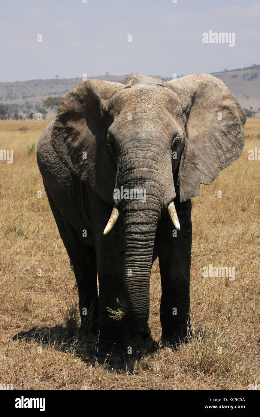 Elephant defense Banque de photographies et d’images à haute résolution ...