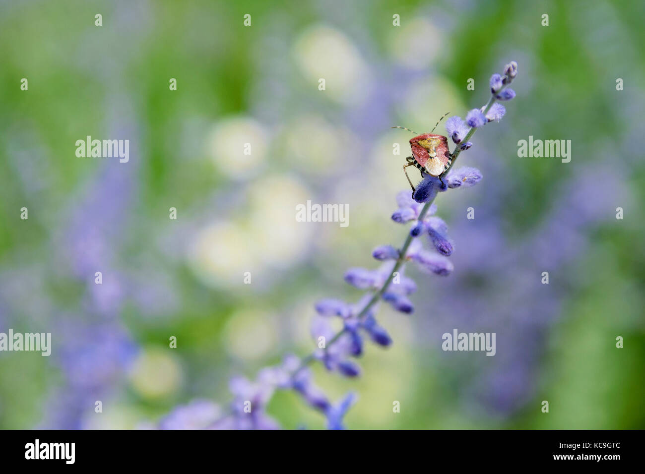 Russian sage perovskia atriplicifolia Banque de photographies et d ...