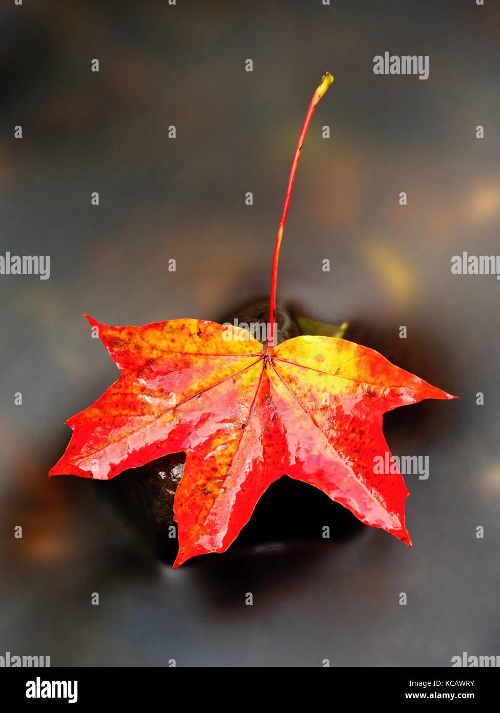 Orange Pourrie Banque d'image et photos - Alamy