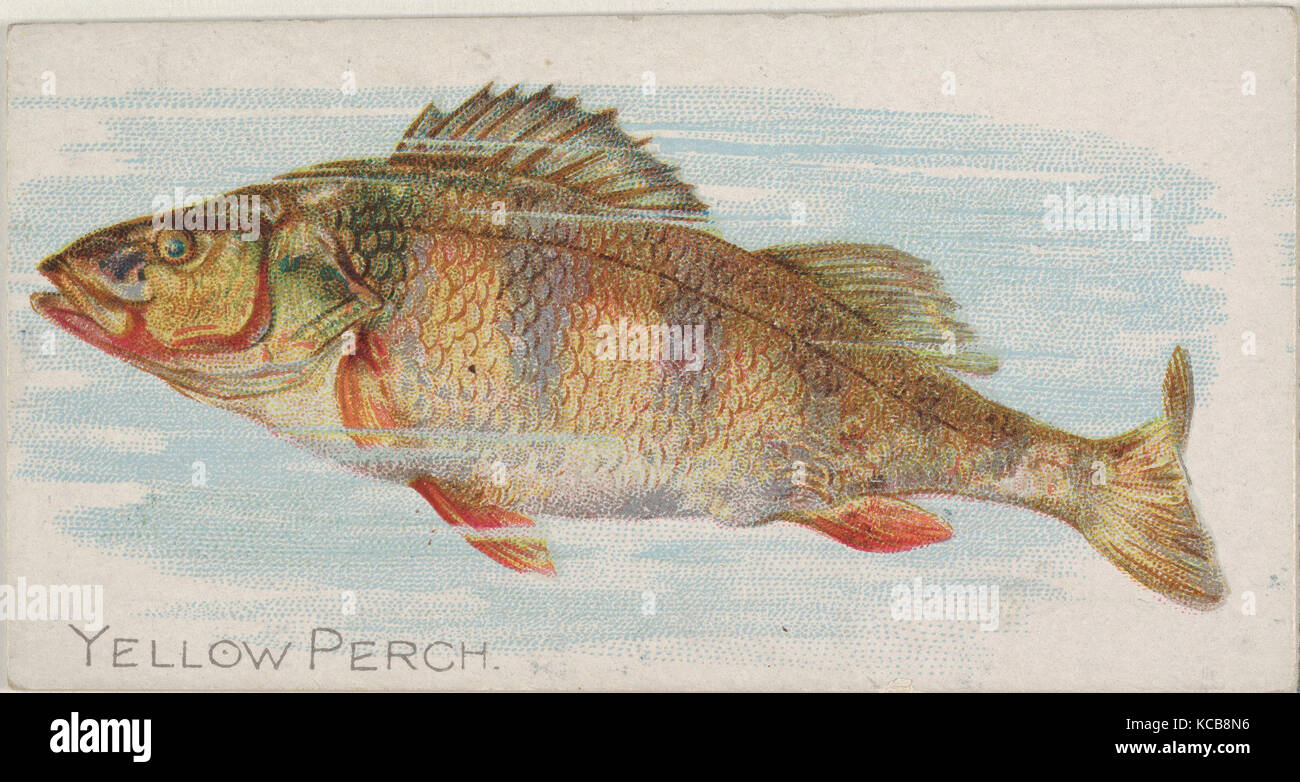 La perchaude, du poisson des eaux américaines série (N8) pour les ...