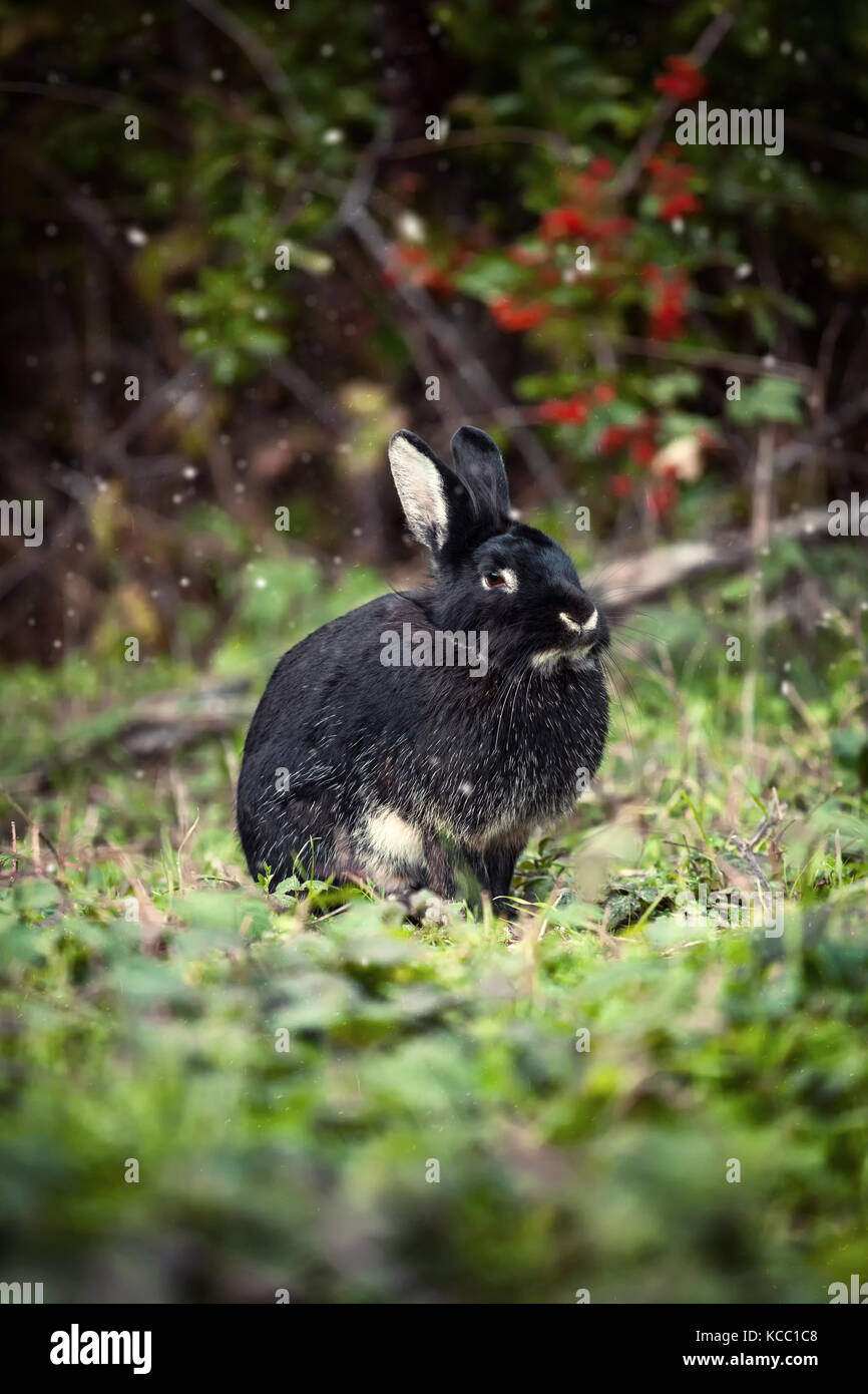 Lapin noir Banque de photographies et d’images à haute résolution - Alamy