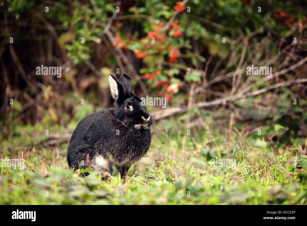 Le lapin noir Banque de photographies et d’images à haute résolution ...