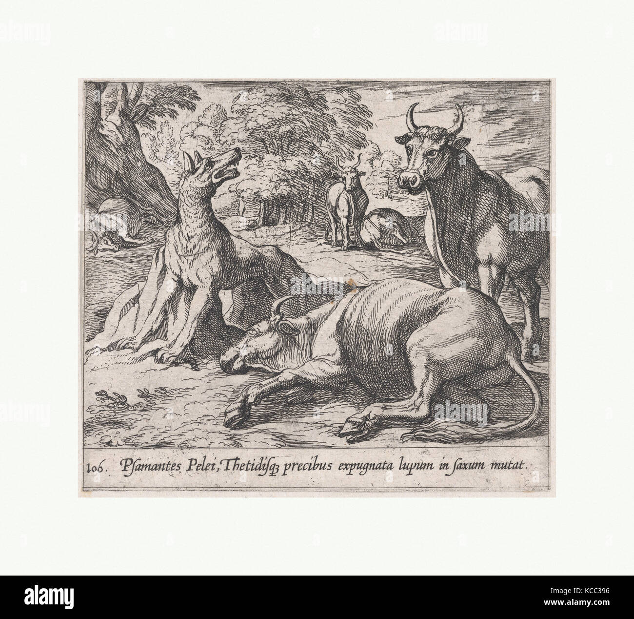 Thetidisq precibus expugnata lupum Banque de photographies et d’images ...