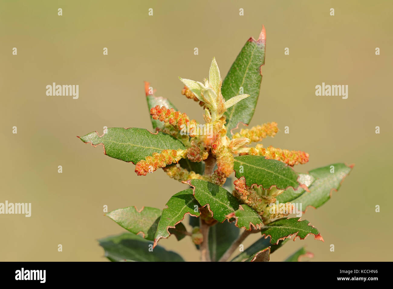 Chêne kermès, la floraison, la Provence, dans le sud de la France ...