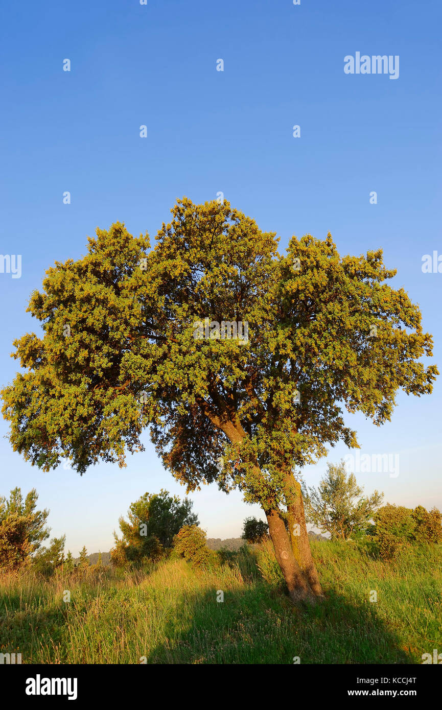 Chêne kermès, Provence, Sud de France / (Quercus coccifera, Quercus ...