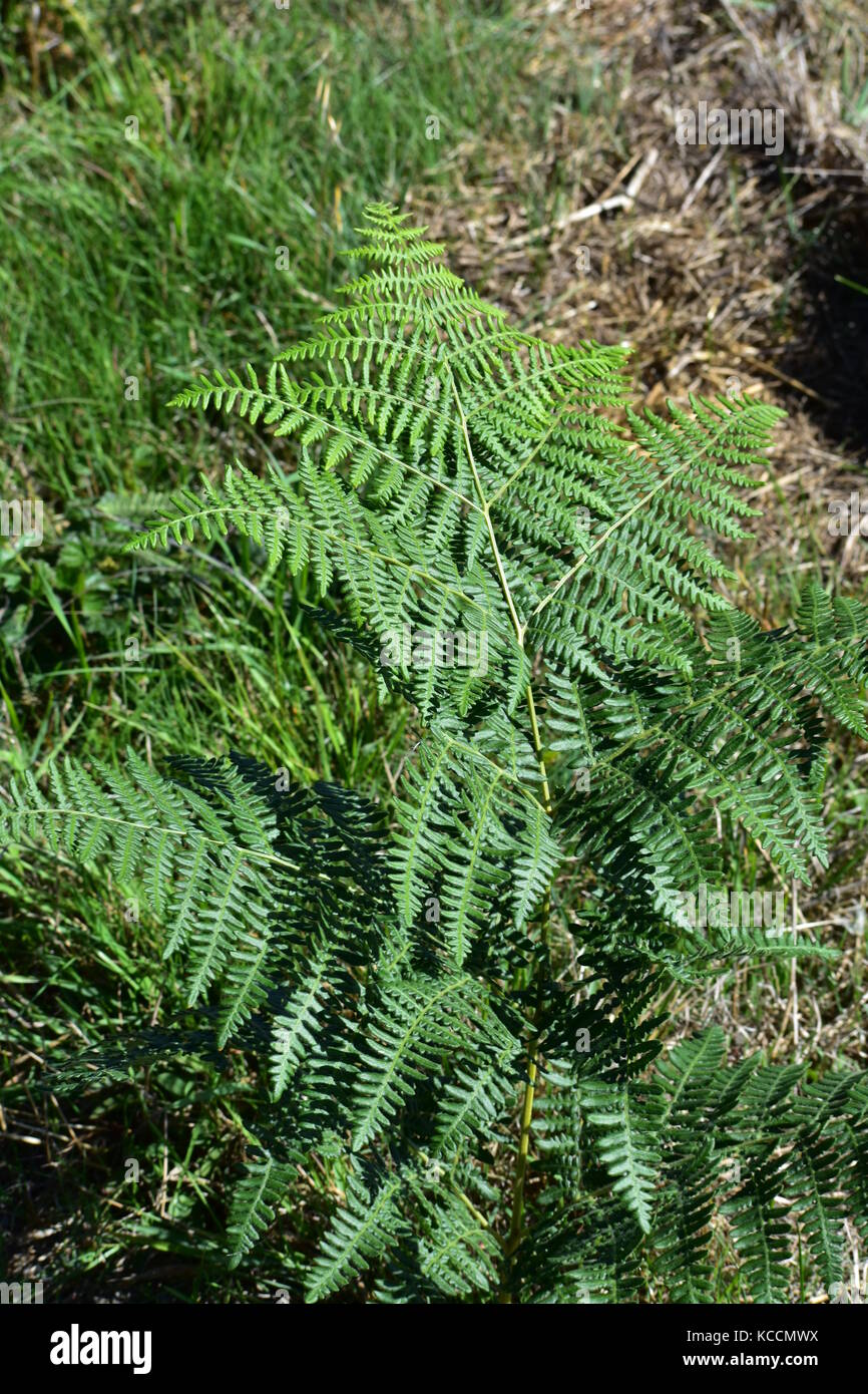 Plante fronde verte Banque de photographies et d’images à haute ...