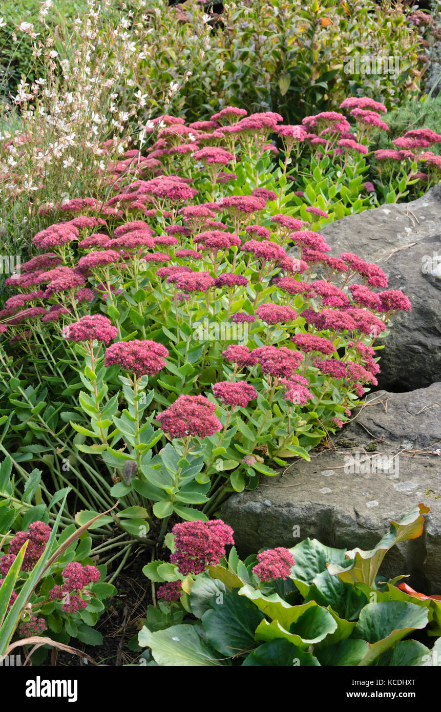 Pierre orpine sedum Banque de photographies et d’images à haute ...