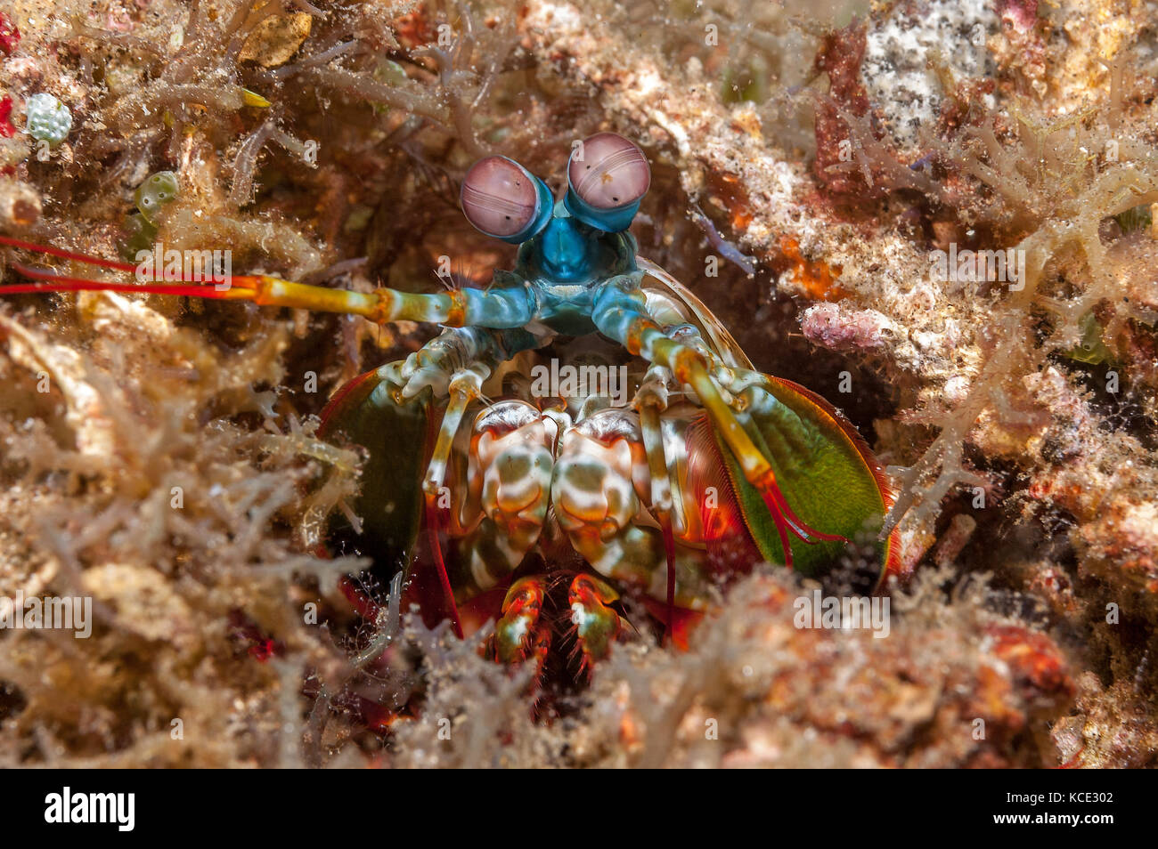 Peacock crevette mante Odontodactylus scyllarus.{}. Crevettes Mantis ...