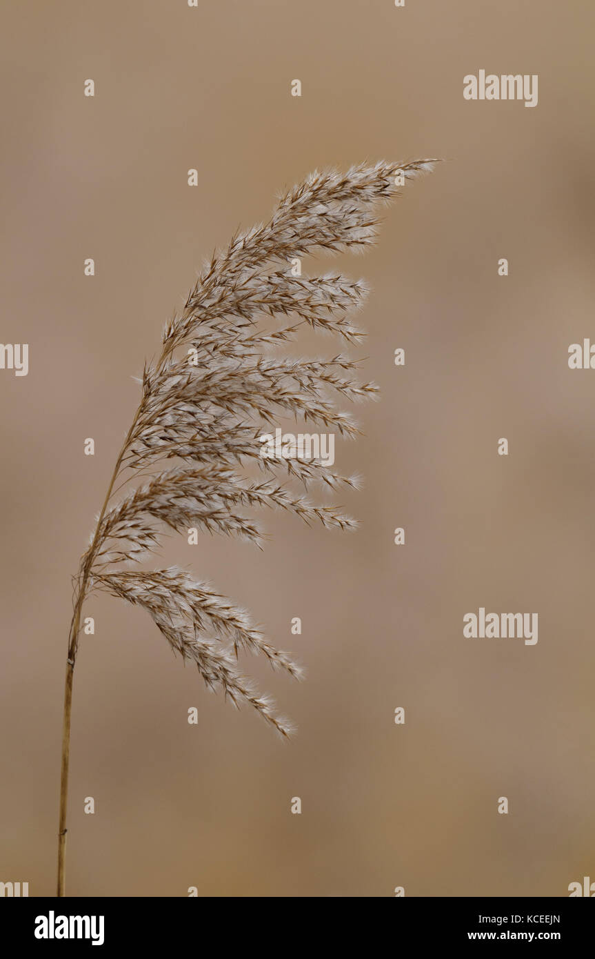 Phragmites australis roseau commun Banque de photographies et d’images ...