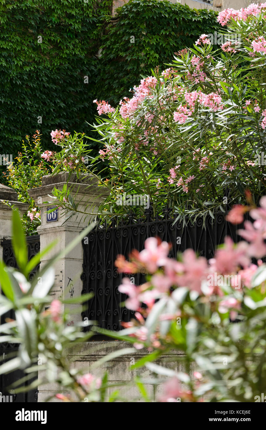 Flowers of oleanders nerium oleander Banque de photographies et d ...