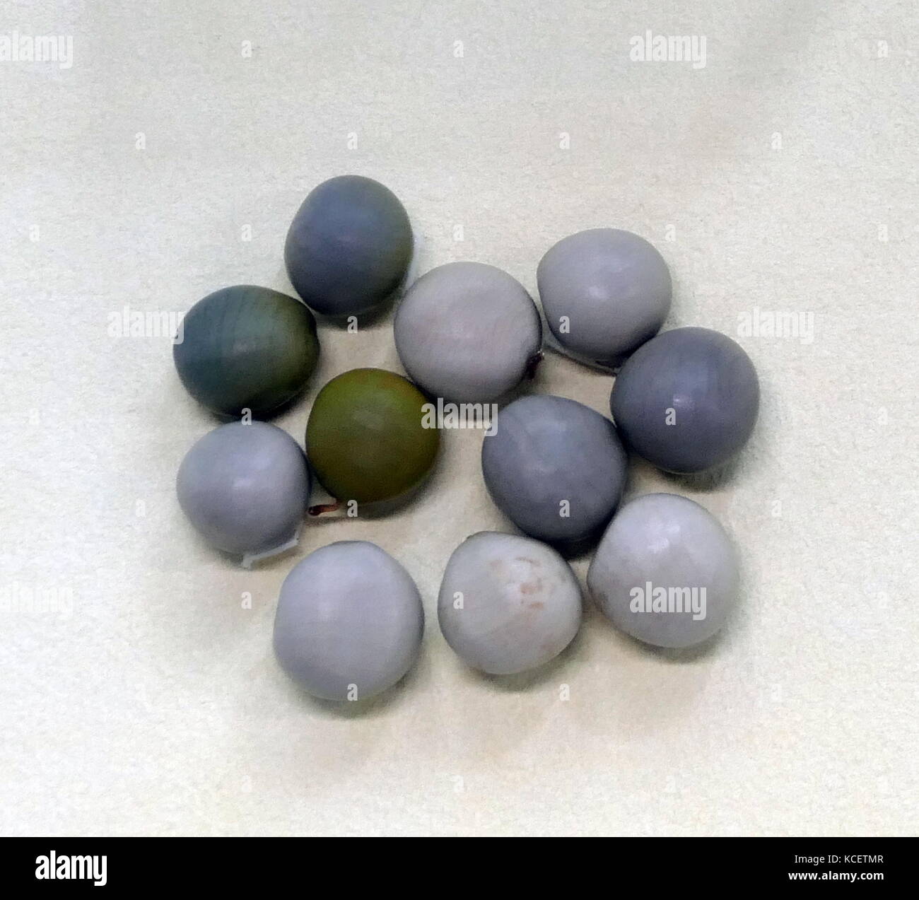 Genus hevea Banque de photographies et d’images à haute résolution - Alamy