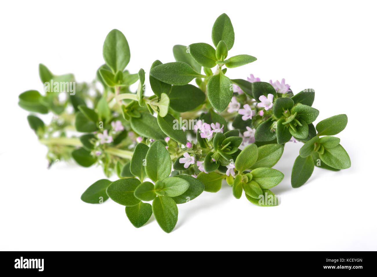 Fleurs de thym fond blanc Banque de photographies et d’images à haute ...