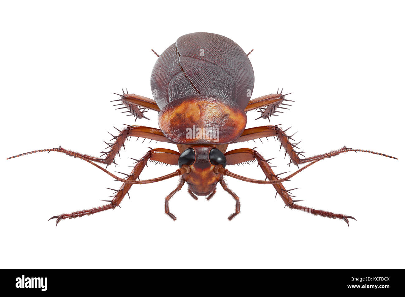 Cafard américain Banque de photographies et d’images à haute résolution ...