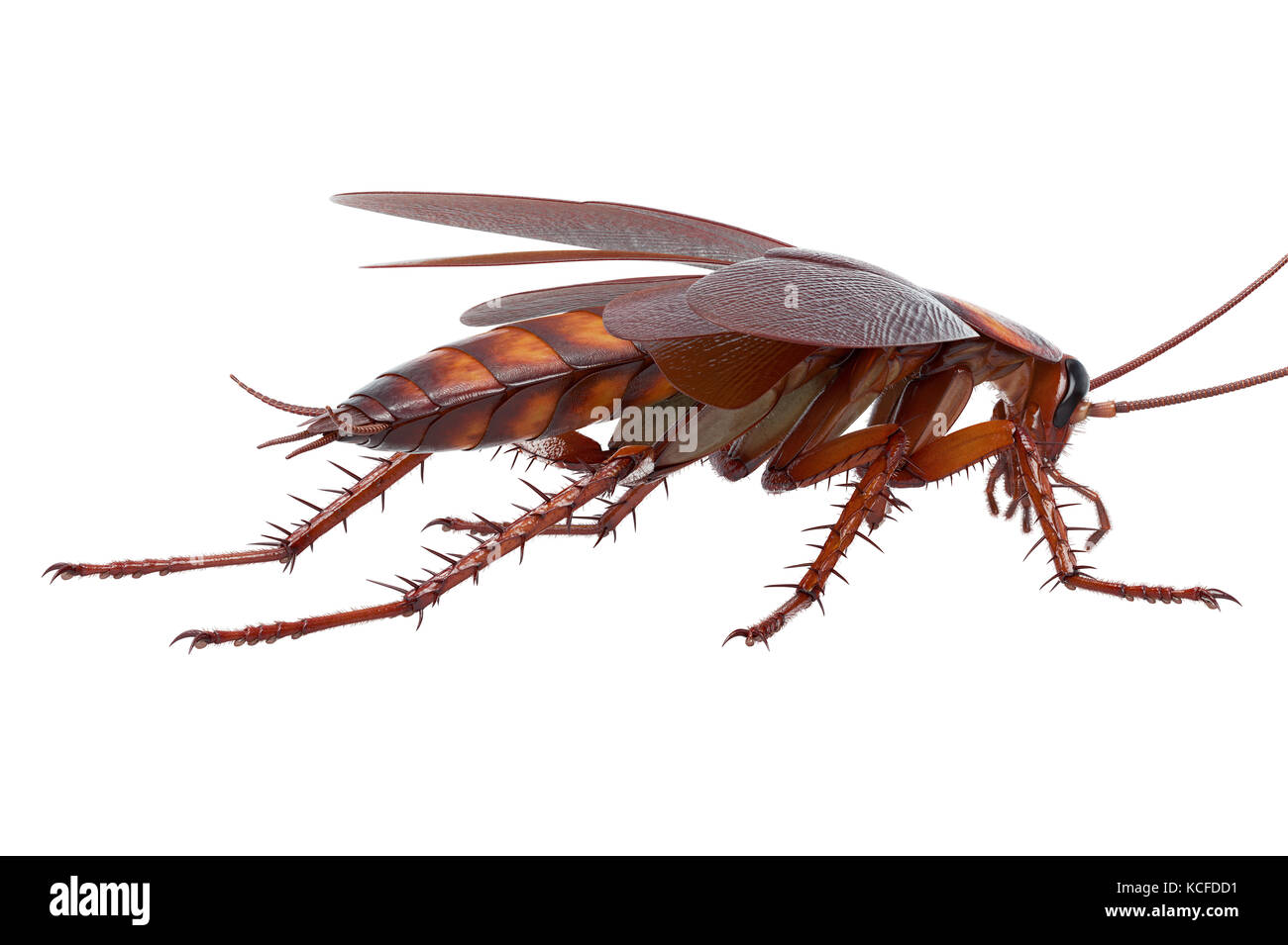 Insecte 3d Banque d'images détourées - Alamy