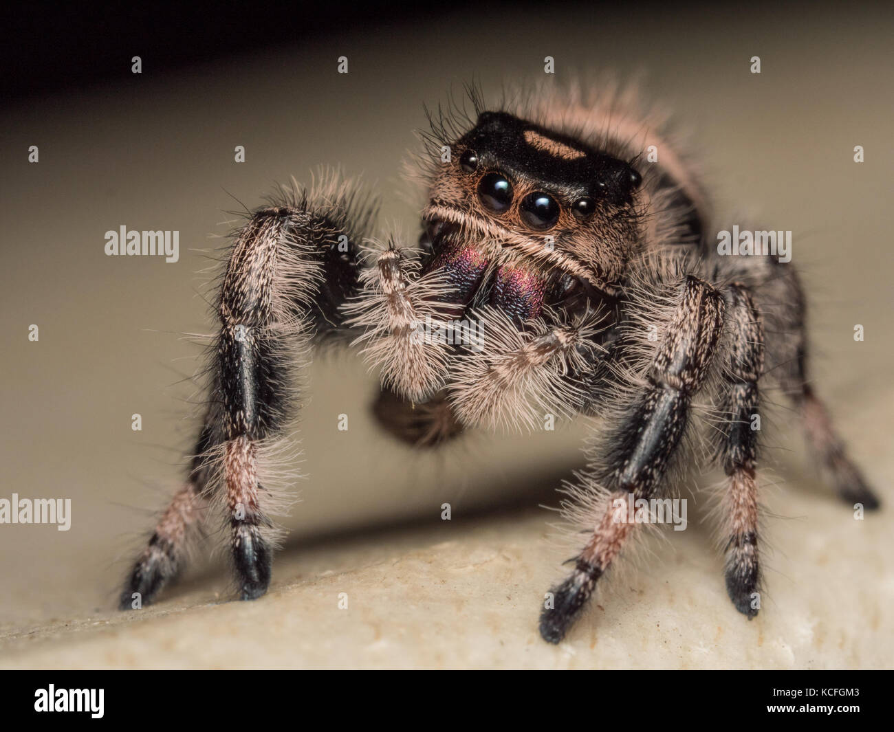 Phidippus regius Banque de photographies et d’images à haute résolution ...