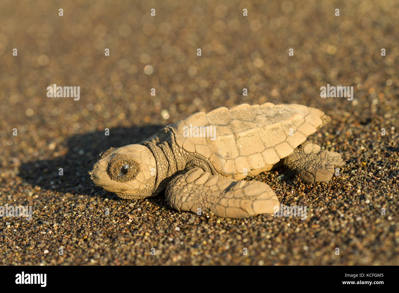 Tortue verte chelonia mydas Banque de photographies et d’images à haute ...